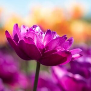 InsightLA - Non-profit Meditation, Practice Mindfulness Online