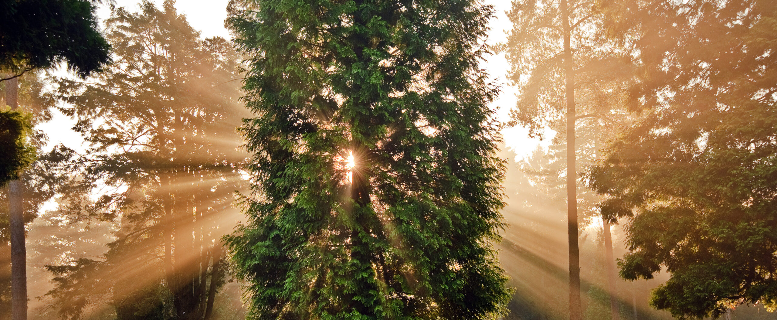 [Hybrid] The Power of Spiritual Inquiry - InsightLA Meditation