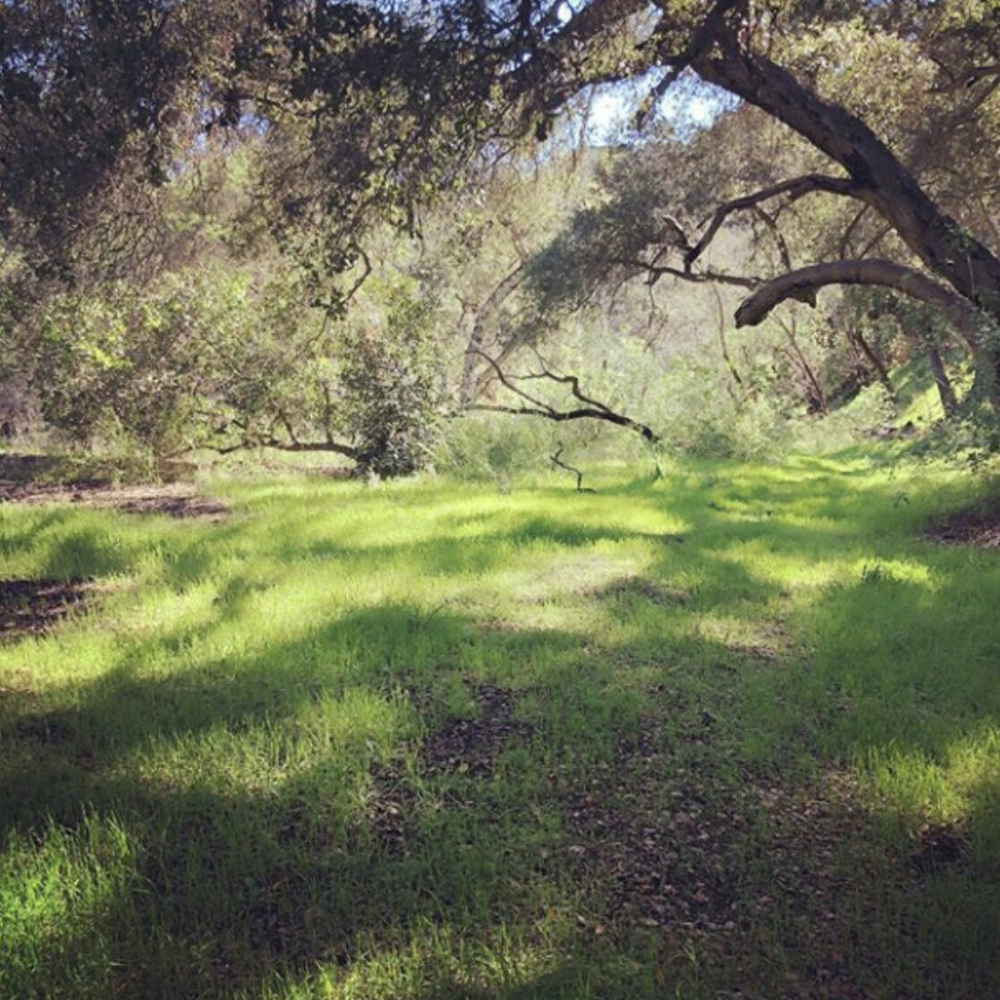 Online Meditation and Mindfulness Retreats | InsightLA